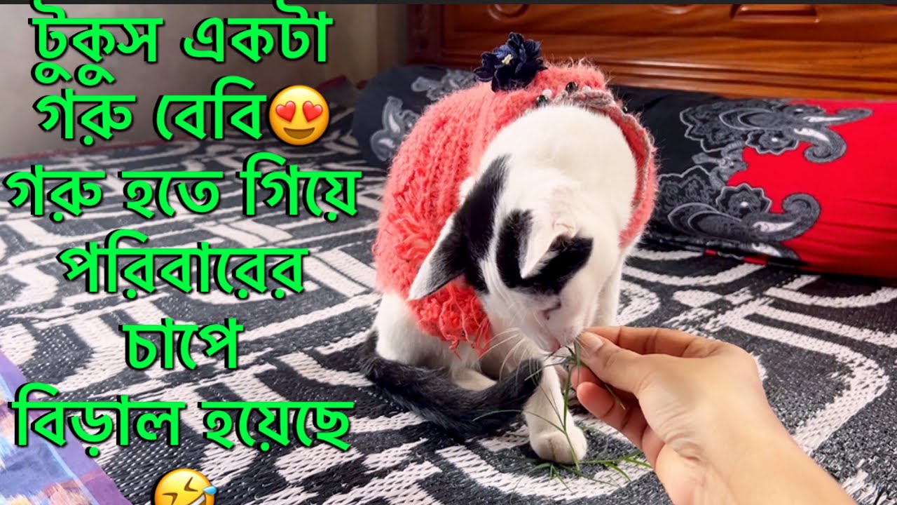 আমার একটা টুকুস নামের বিড়াল রুপি ঘাস খাওয়া গরু আছে | Cute Cat Funny ...