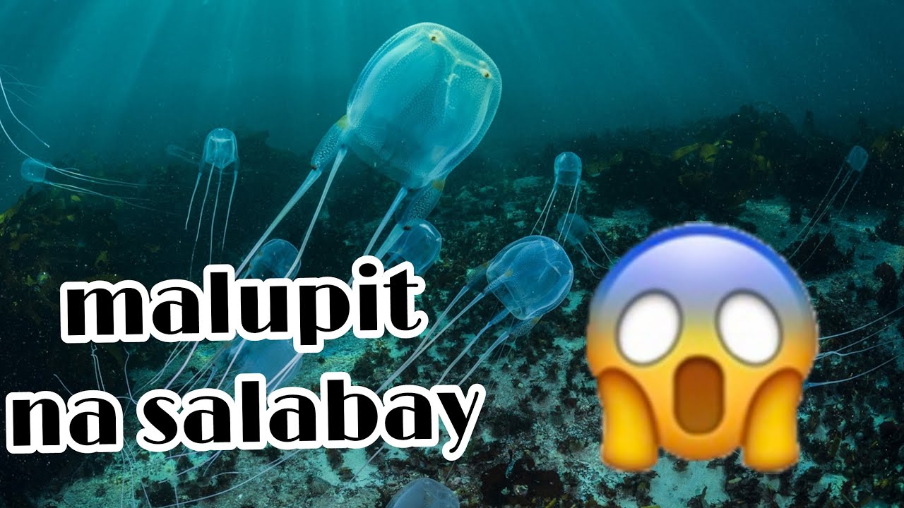 mag ingat sa salabay @katopzfamily5916 - YouTube