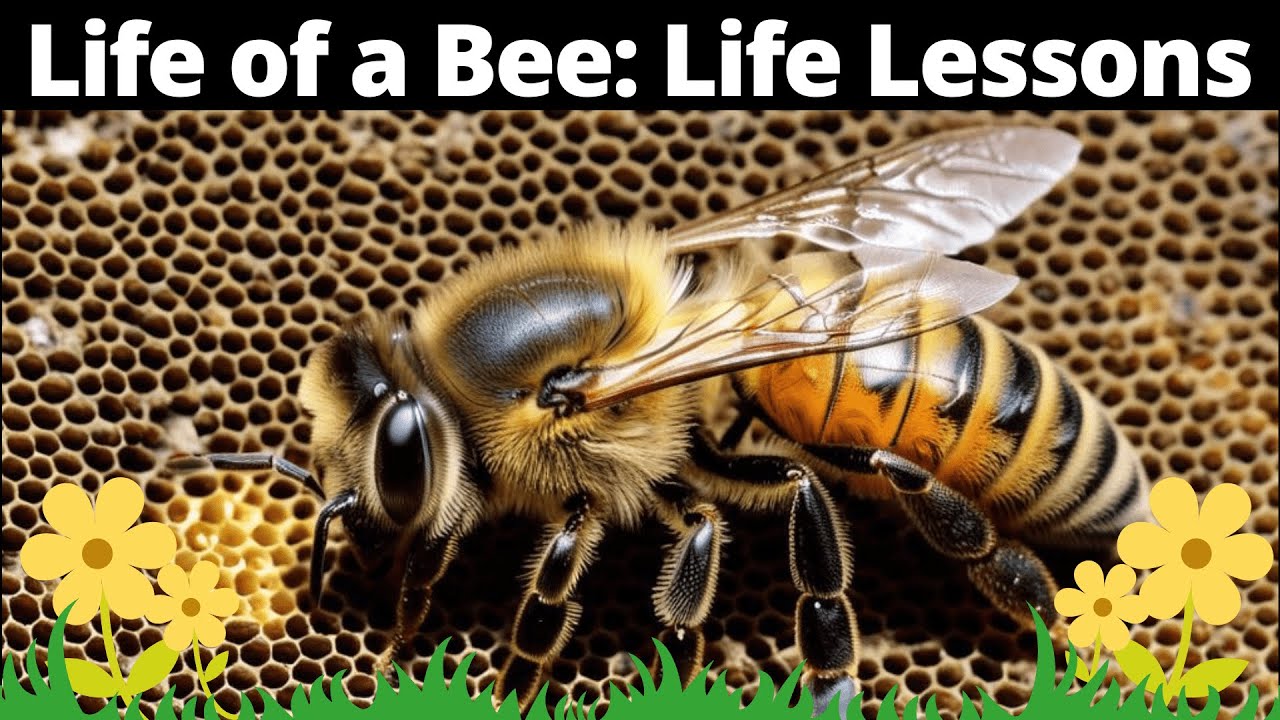 Life of a bee lessons for humans #beeslife #bee #bees - YouTube