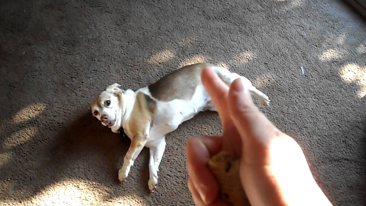 Beagle Plays Dead - YouTube