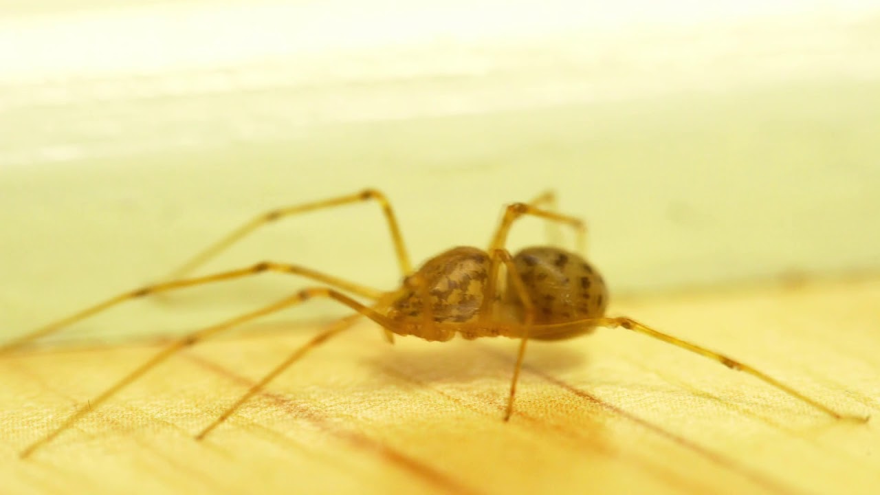 extreme macro spider walking across the floor - YouTube