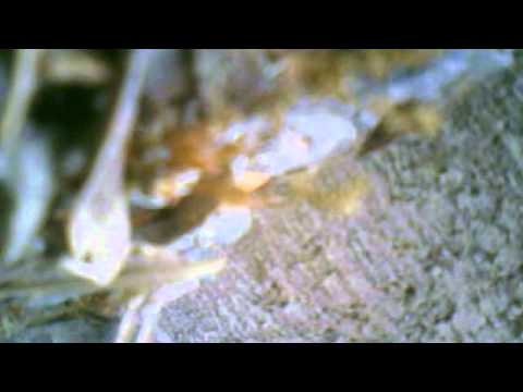 E-Revo - Falin + foot.avi - YouTube