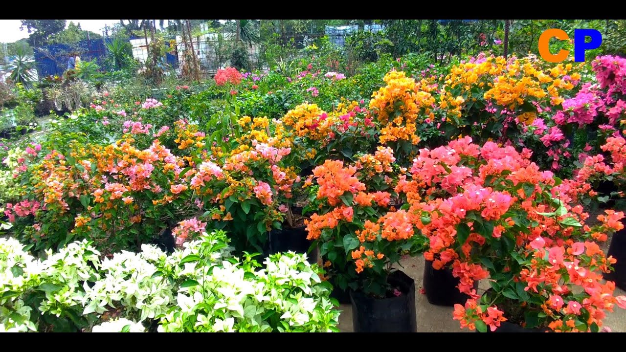 PLANTS WINDOW SHOPPING/RANDOM GARDENS/FLOWERS/BLOSSOMS - YouTube