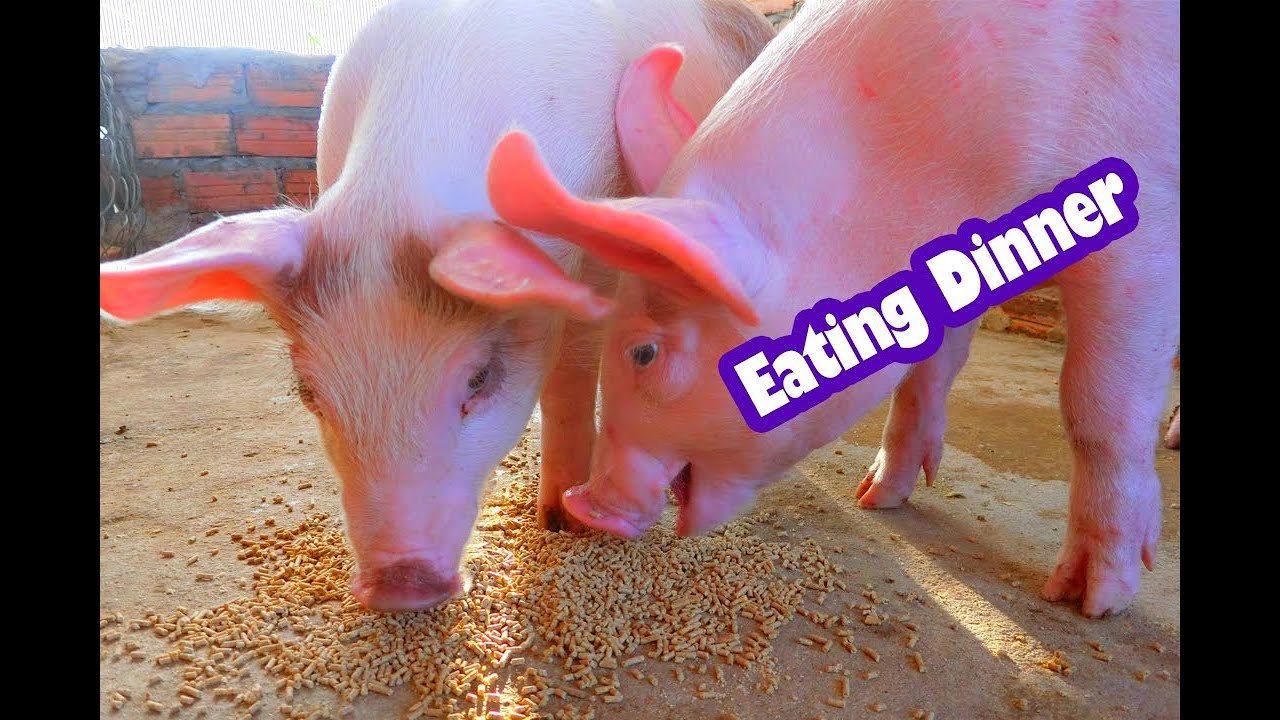 Baby Pig Eating Dinner with delicious food look so happy - YouTube