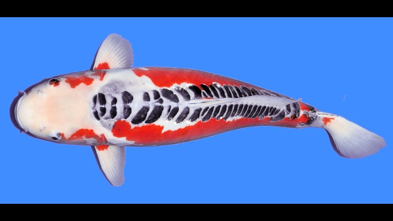 Shusui Marusai 60cm Gosai Female - YouTube