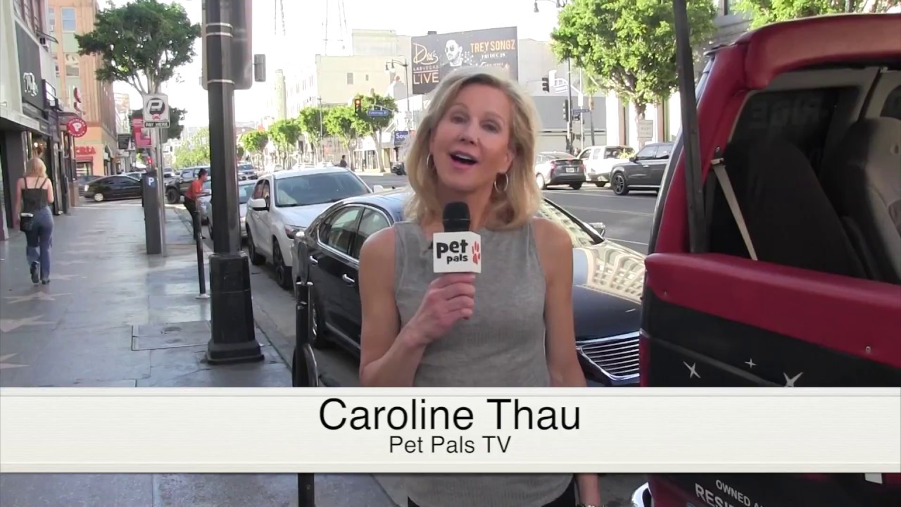 From Hollywood: What's Dogtology? - PREVIEW - YouTube
