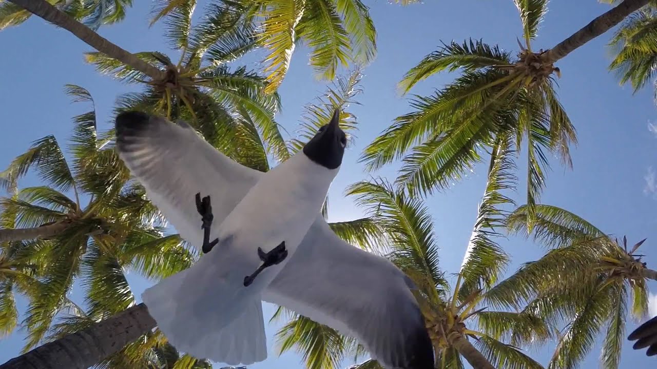 Trans Seagull Express - YouTube