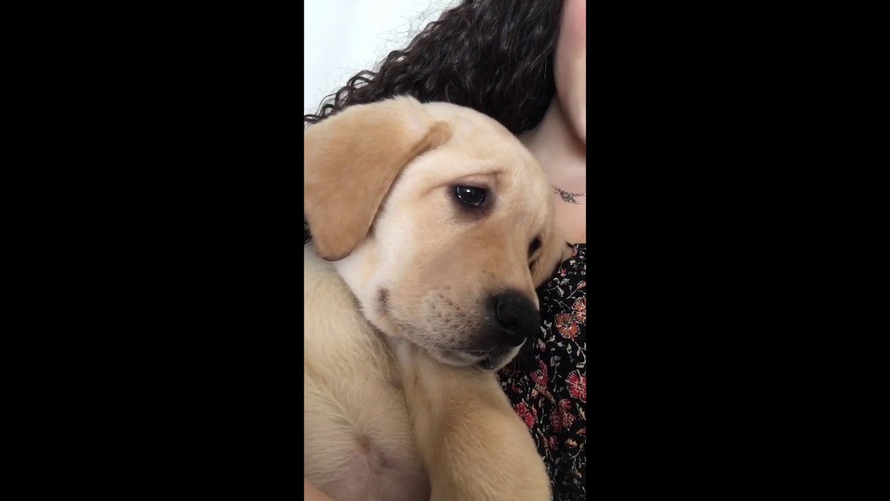 Parmesan the Guide Dog Puppy! - YouTube