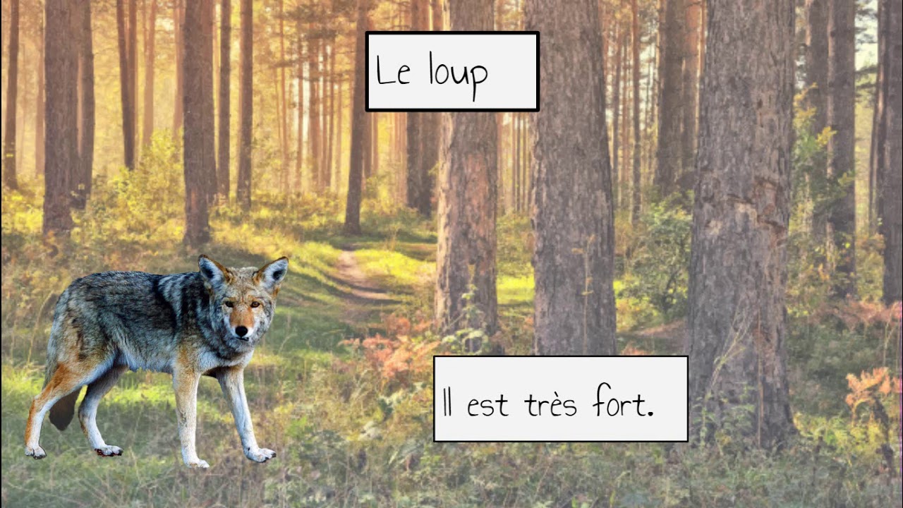 Les Animaux Sauvages Dans La Forêt - YouTube