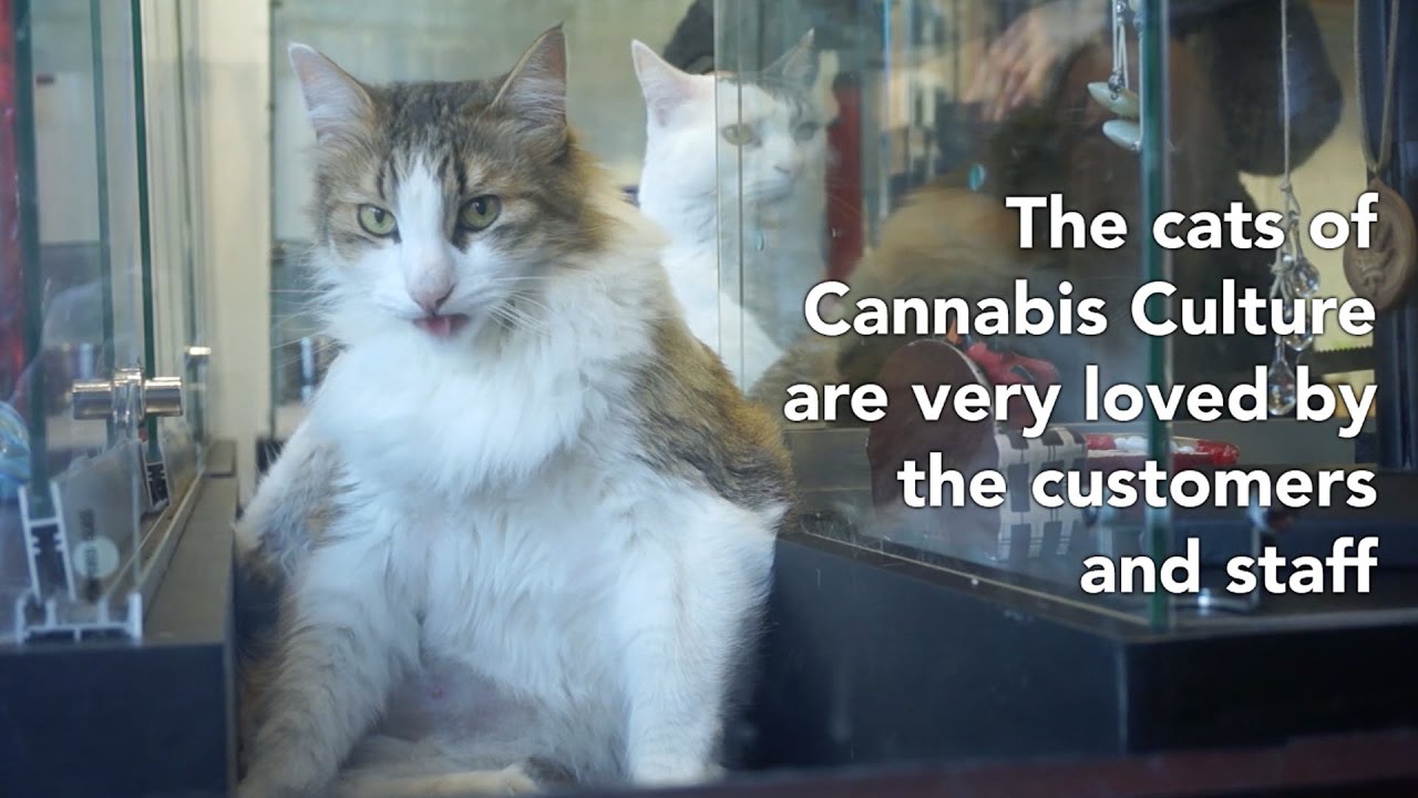 The Cats of Cannabis Culture - YouTube
