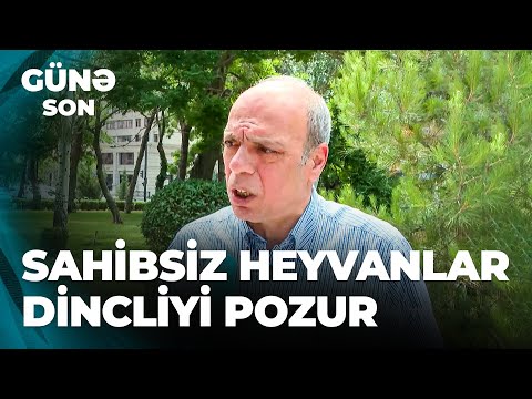 Günə Son | Səməd Vurğun parkı itlər üçün məskənə çevrilib?