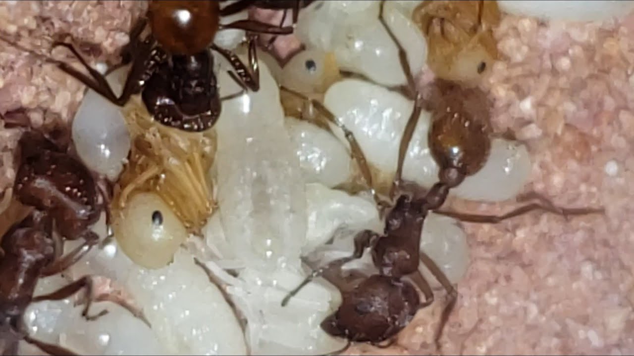 A look inside Pogonomyrmex ant colony - YouTube