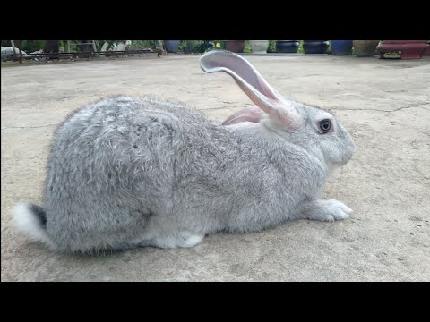 Rabbit in Vietnam - YouTube
