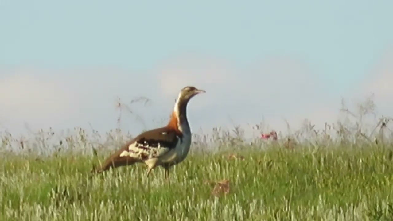 Denham's Bustard, Neotis denhami stanleyi, Dirkiesdorp, South Africa ...