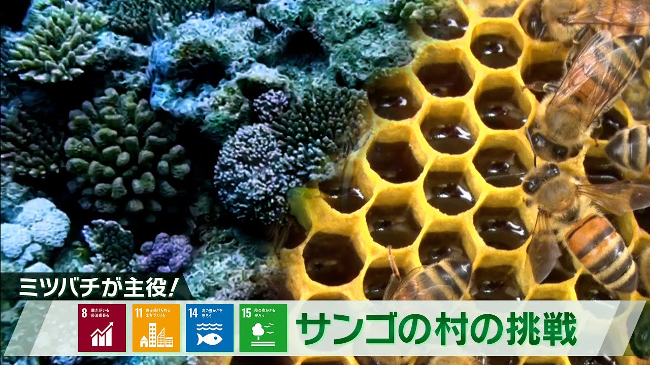 Future Earth ～未来のために～ 2023春「 #1 ミツバチが主役！陸翔海をつなぐサンゴの村」【BS-TBS】 - YouTube