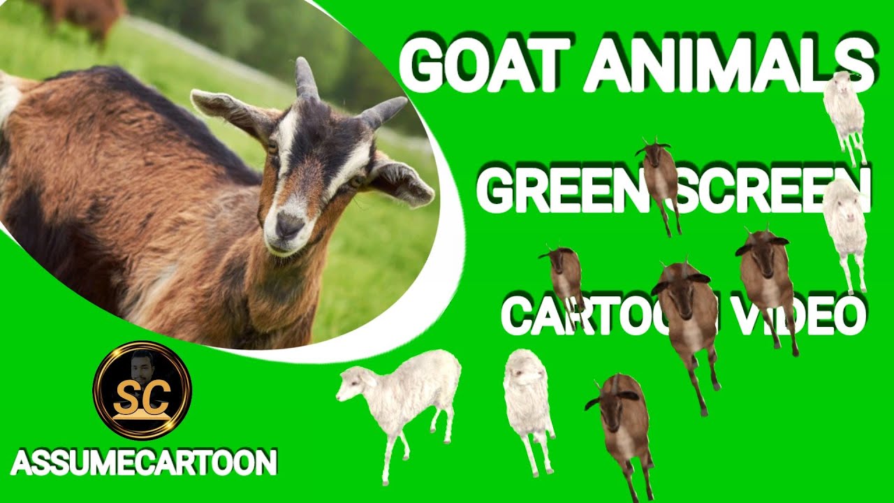 Goat animals green screen cartoon - YouTube