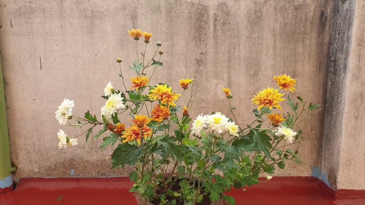 Chrysanthemum/Guldaudi /Shamanthige/Sevanthige/Chamanthi - YouTube