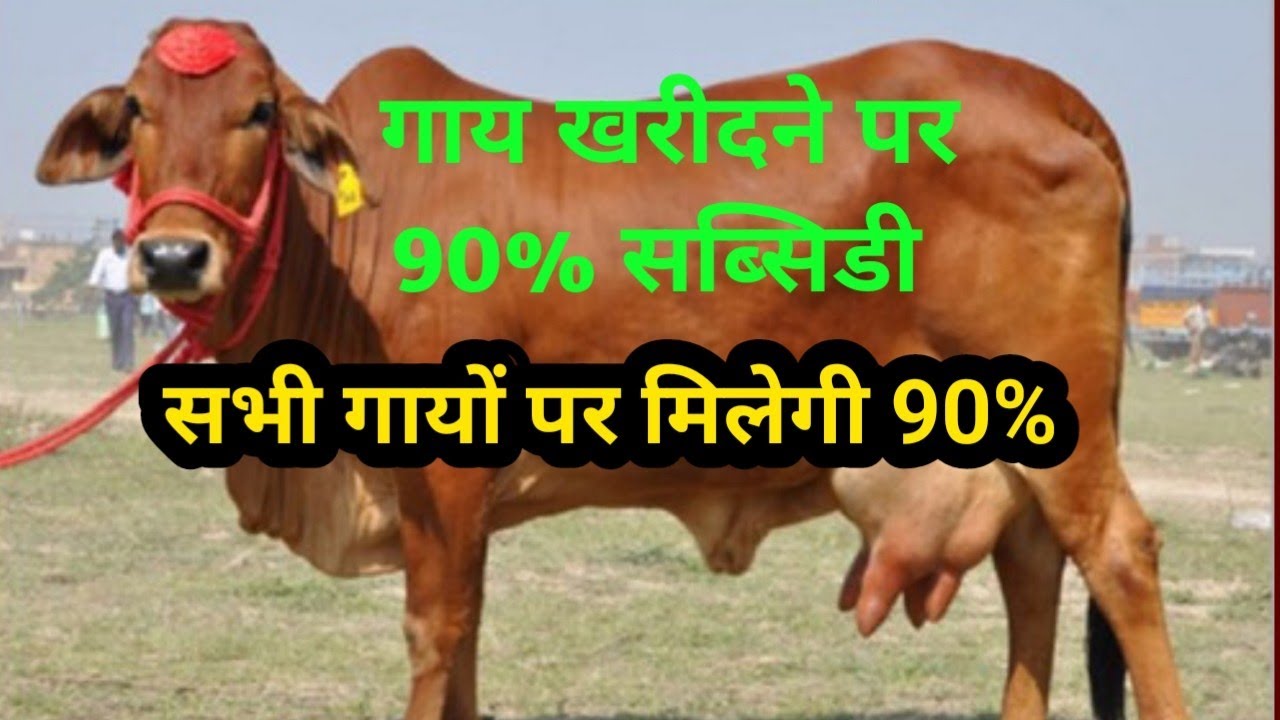 cow baying subsidy // देशी गाय की खरीद पर 90% सब्सिडी // deshi gaaye ...