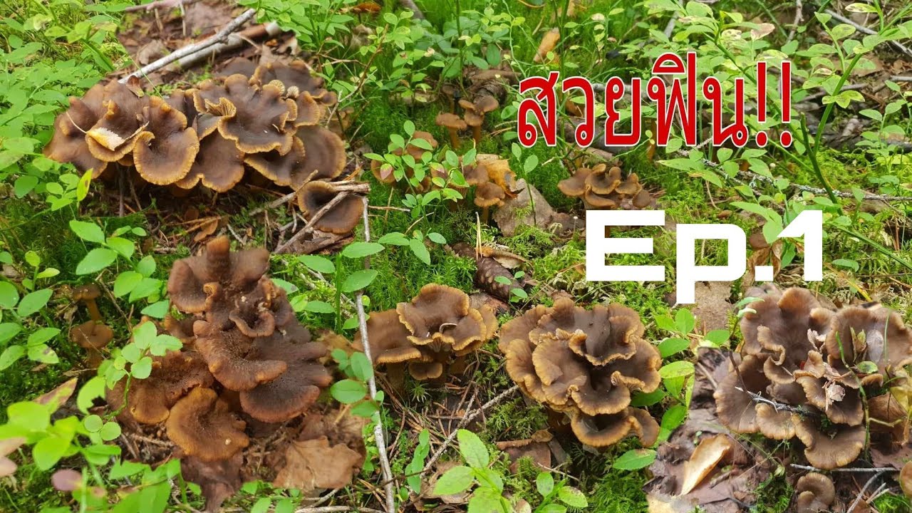 เก็บเห็ดดำสวยฟิน(Ep.1) Trattkantareller, มีแต่ดอกงามๆ9/9/23 - YouTube
