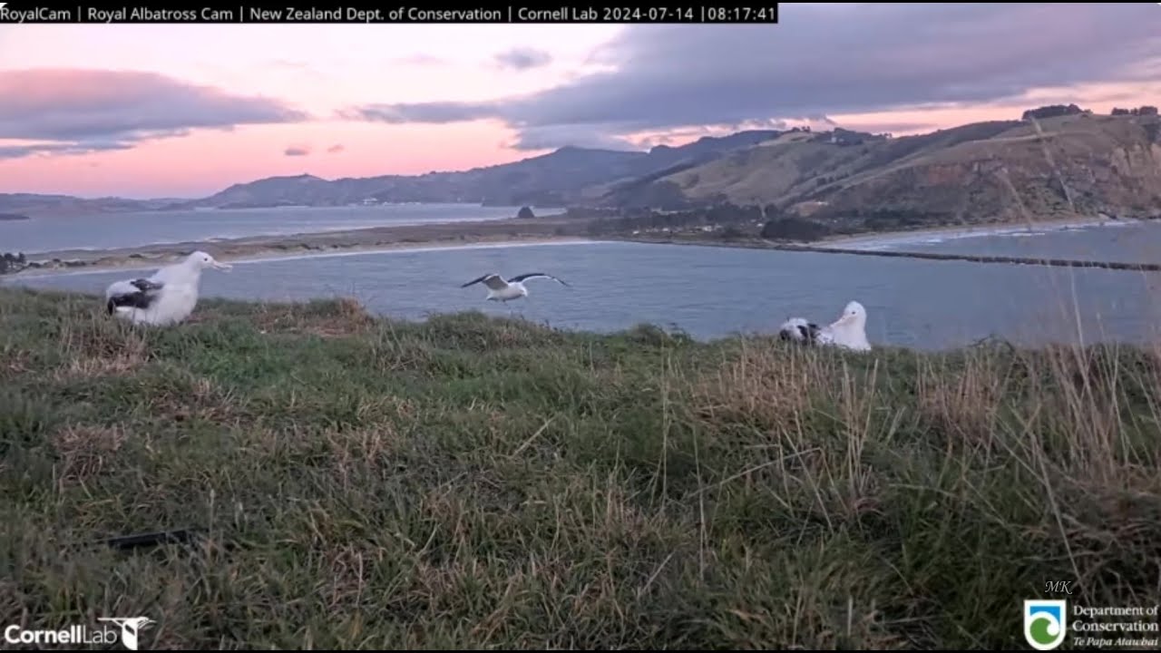 Northern royal albatross 14 07 2024 1 ~ TF & TFT & sea gull - YouTube