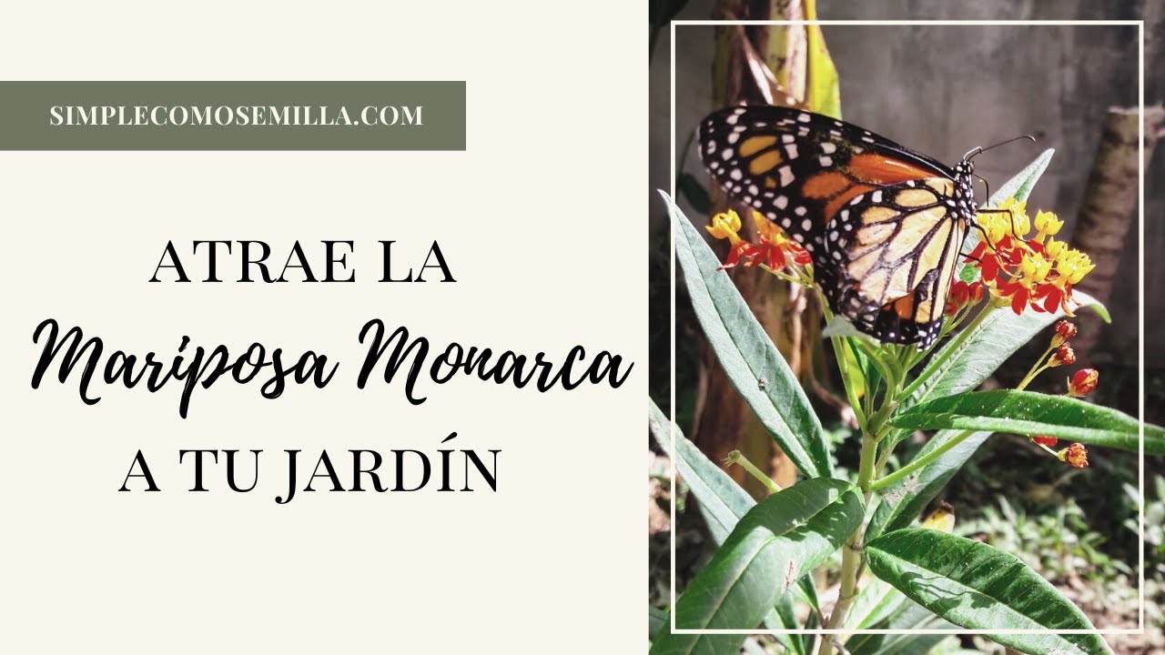 Cómo atraer la Mariposa Monarca a tu huerto - YouTube