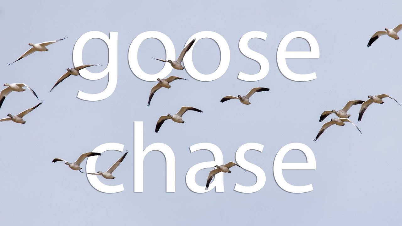 Goose Chase - YouTube