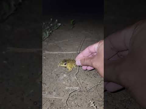 Catch big frogs funny | Try don't laugh | wepwep catching frogs make you laugh #shortsviral