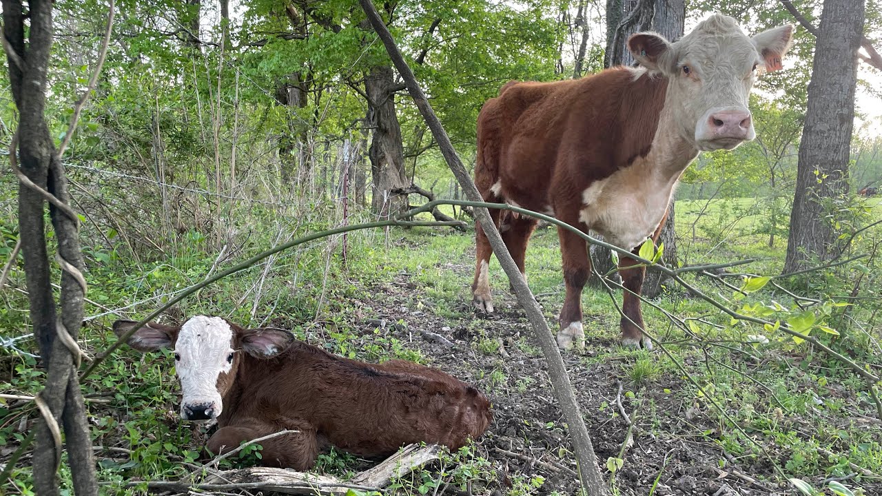 Wrapping up spring calving and spring cleaning. - YouTube