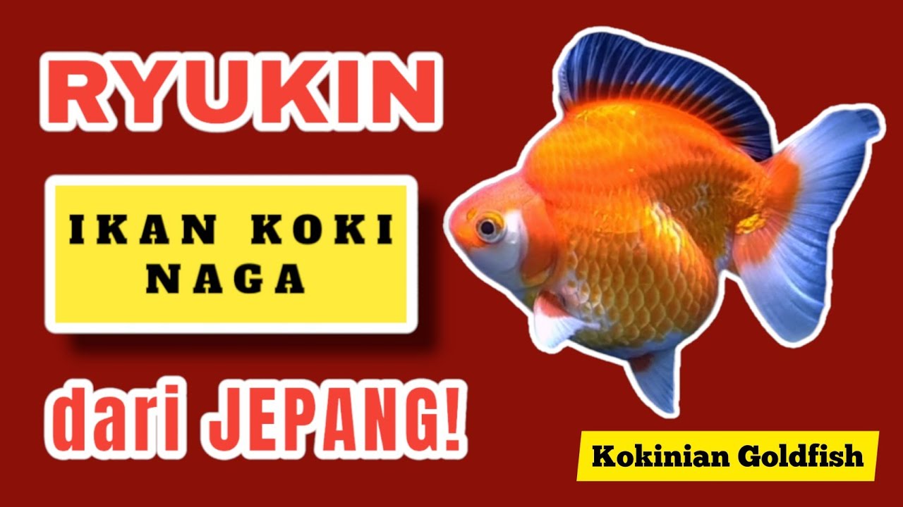 IKAN MAS KOKI RYUKIN, NAGA MULIA DARI JEPANG!!!| KOKINIAN GOLDFISH ...