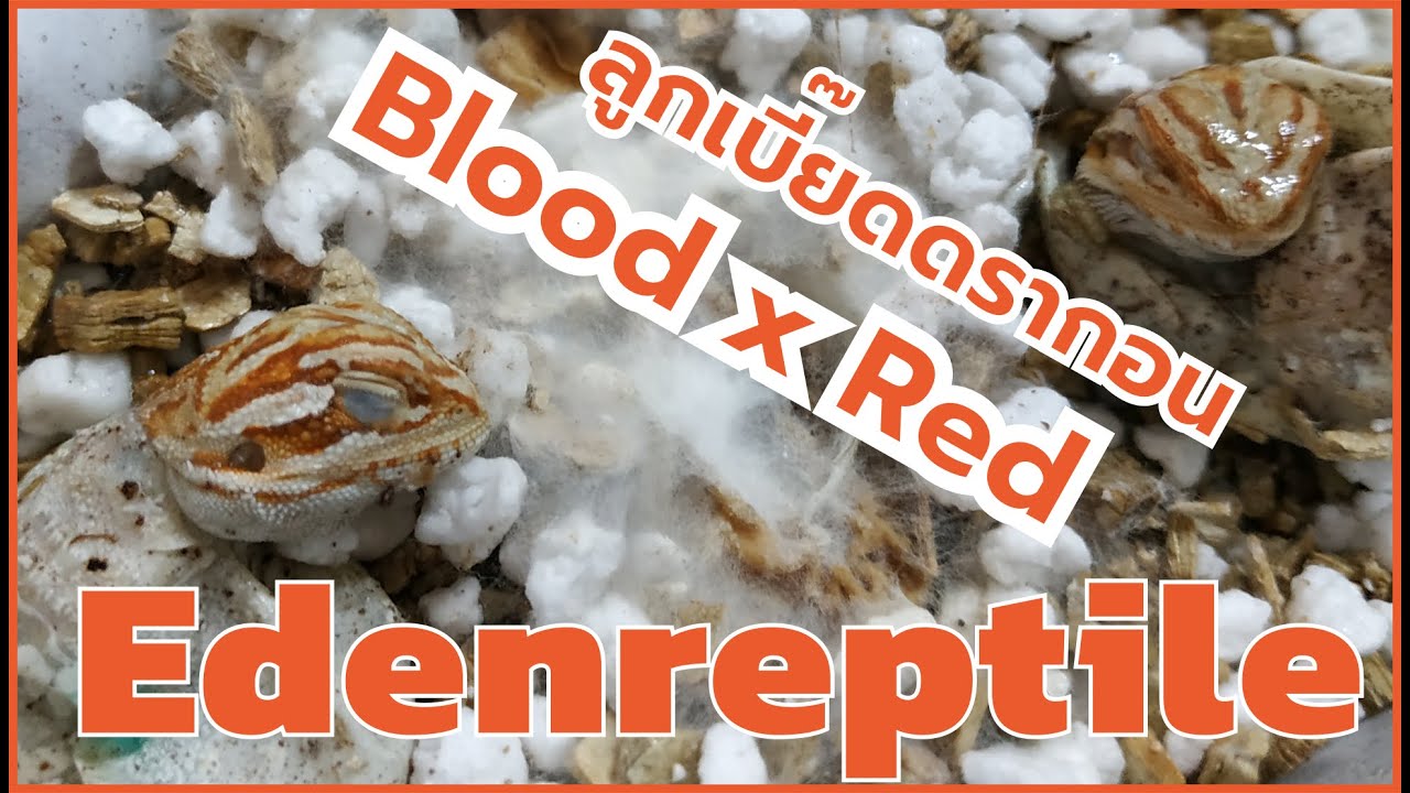 ลูกเบี๊ยดดรากอน Blood x Red - YouTube