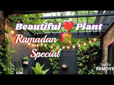 MOST BEAUTIFUL PLANTS 🤩| Ramadan special 🌞 - YouTube