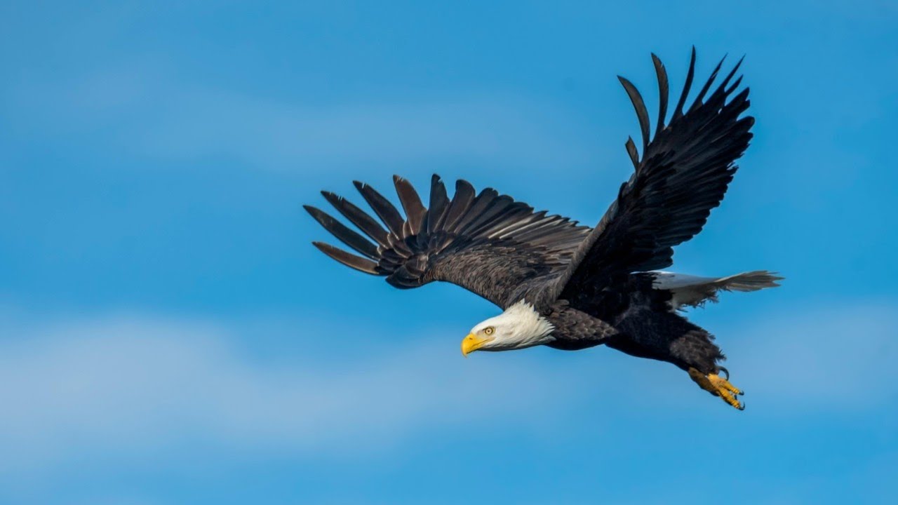 Eagles: The Ultimate Sky Kings | Everything You Never Knew About These ...