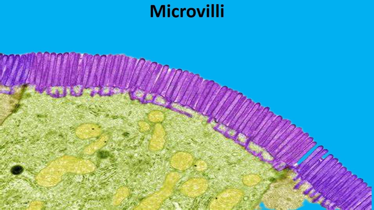Microvilli - YouTube