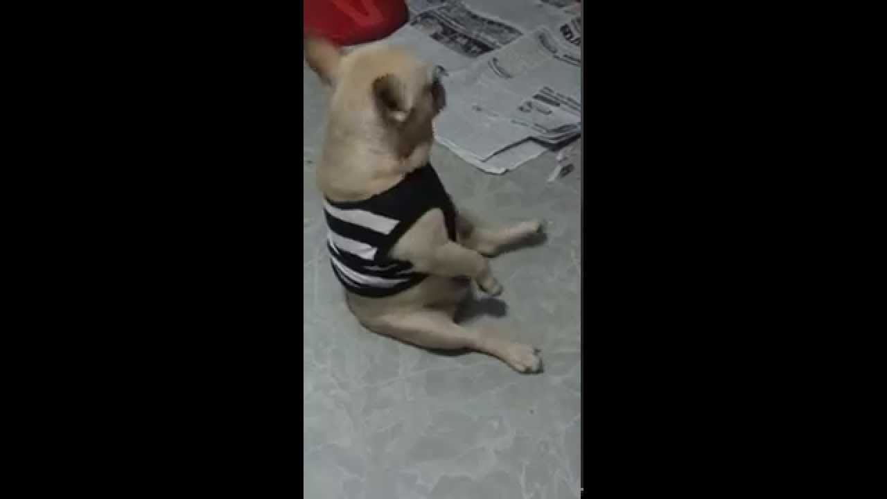 Frenchie dance - YouTube