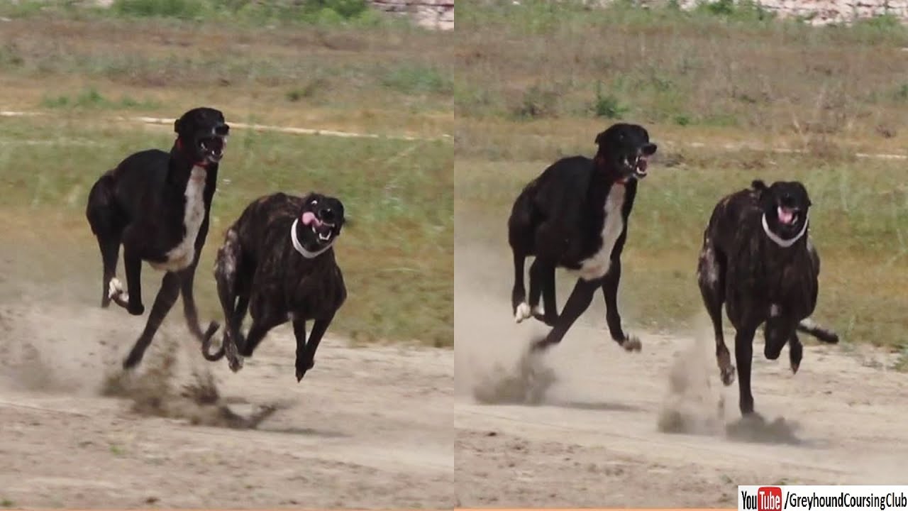 greyhound lure coursing - YouTube