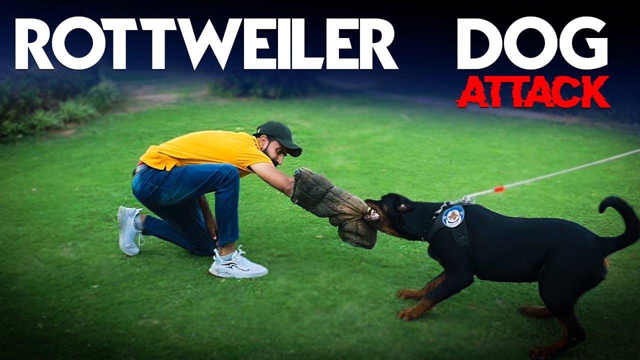 Most Dangerous Rottweiler Attack || Dog Attack || Rottweiler Dog Attack ...