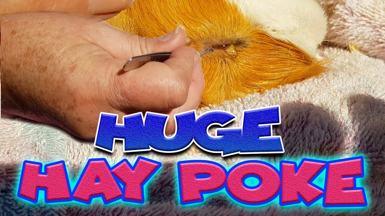 Guinea pig huge gigantic eye hay poke - YouTube