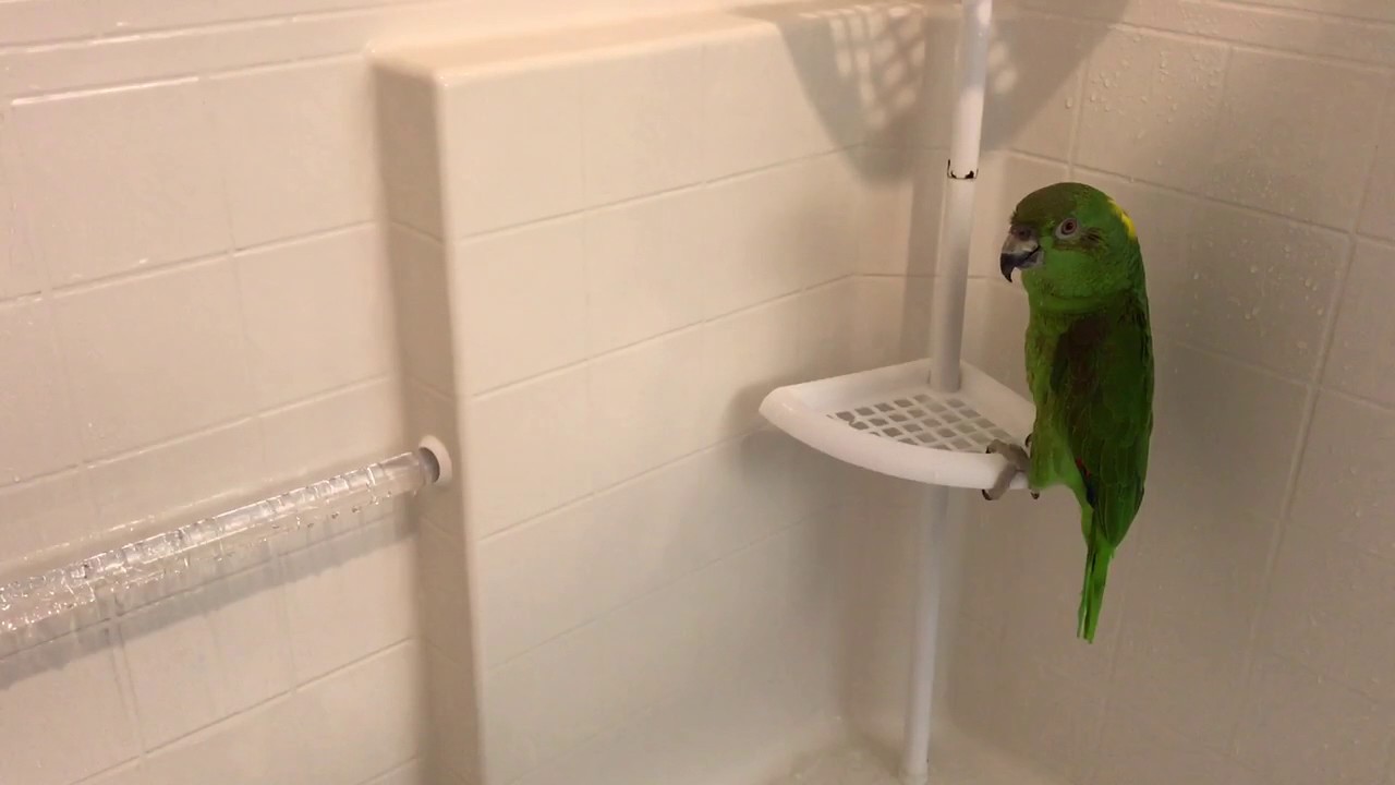 Caesar talking and singing while taking a shower - YouTube