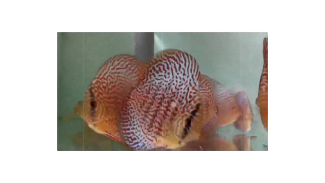 Discus Fish: Leopard High Body - YouTube