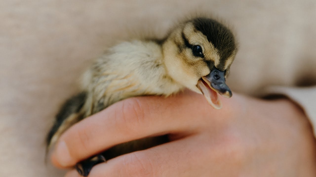 Mallard Duck Baby