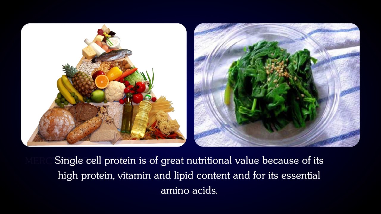 SINGLE CELL PROTEIN - YouTube