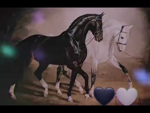 Horse lover status