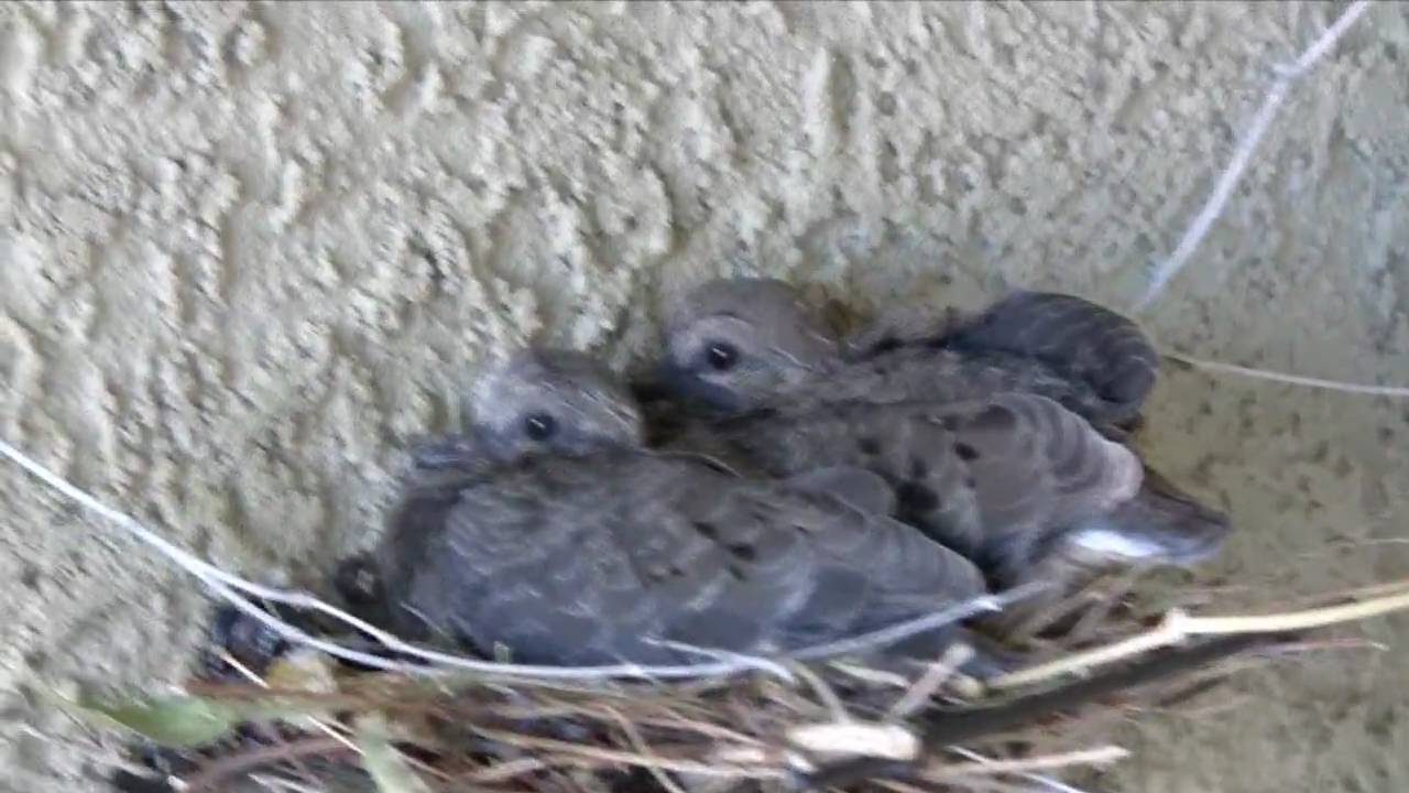 Baby Dove Birds - YouTube
