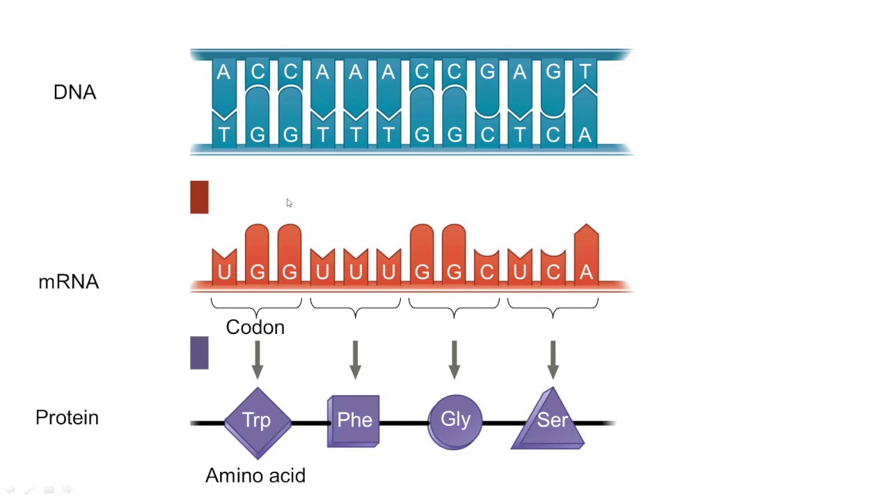 5-1 Introduction to Molecular Genetics - YouTube