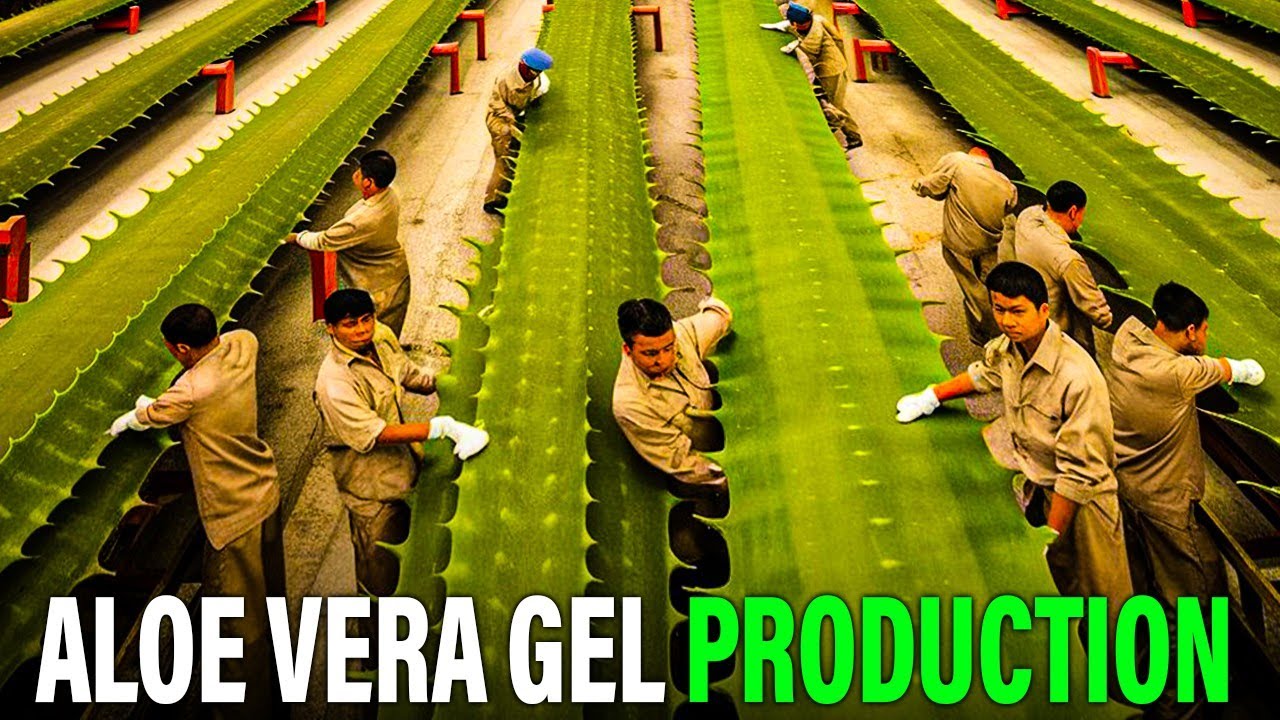 Aloe Vera Gel Making Process | Aloe Vera Gel Production | How Aloe Vera ...