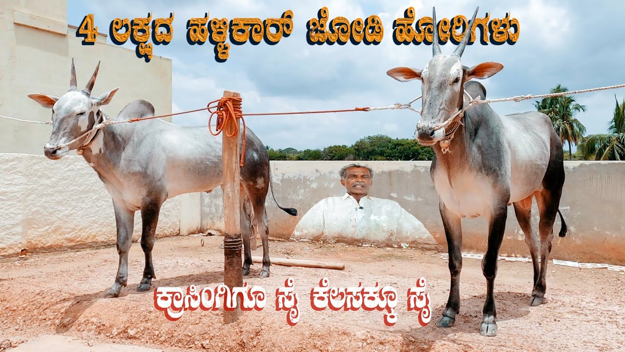 Just 4 LAKHS!! Most Handsome Hallikar Stud Bull Pair of Narayanaswamy ...