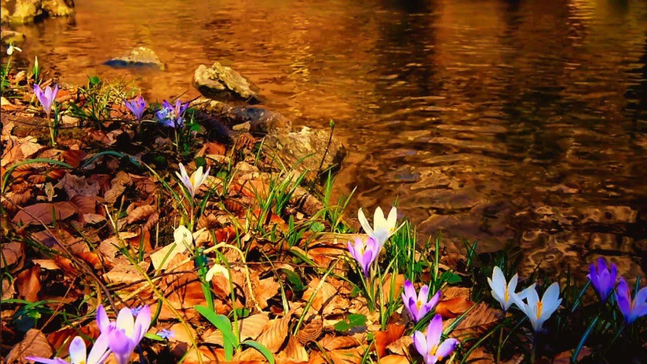 River Flow in Spring - YouTube