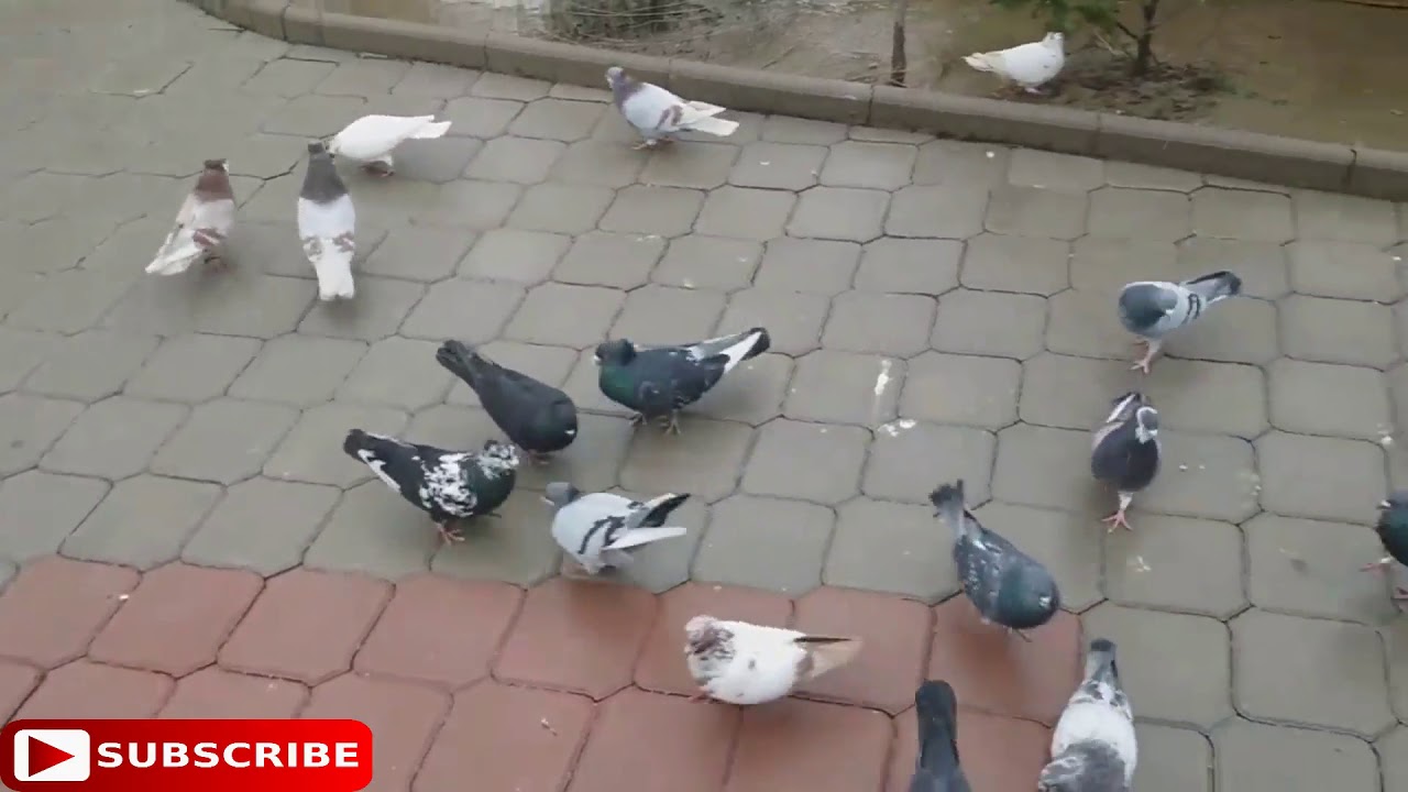 Serbian Highflyer Pigeon nice colors 2018 - YouTube