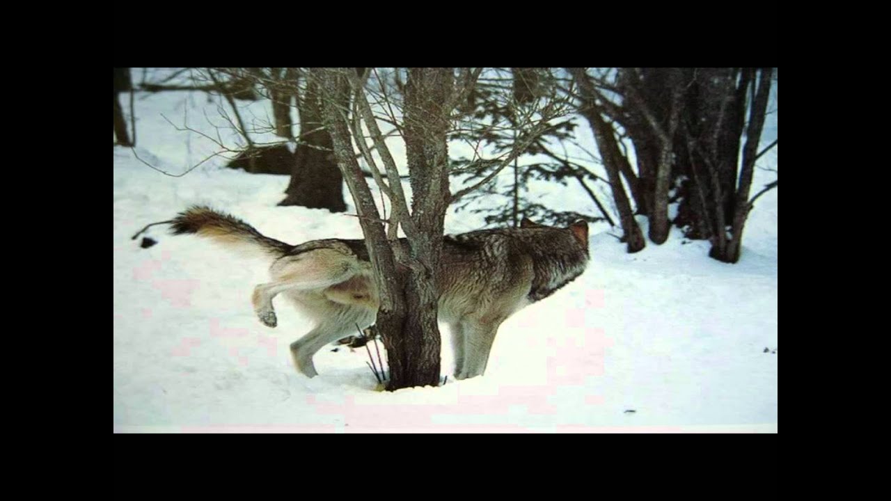 The Recovery of The Timberwolf in Wisconsin. - YouTube