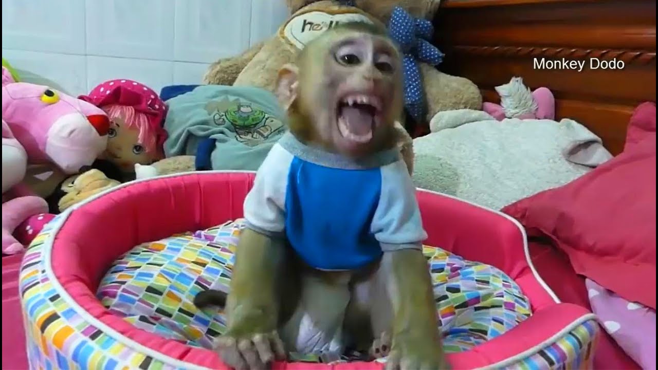 Baby Monkey Dodo Crying Call Mom When Hungry - YouTube
